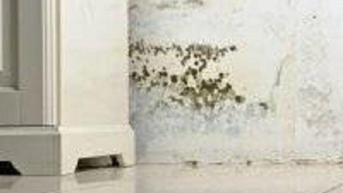 Tips Mudah Menghilangkan Jamur pada Dinding Rumah - Tribun-bali.com