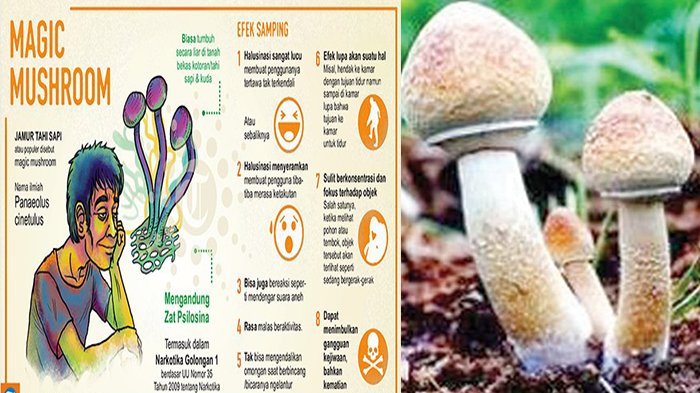 Jadi Bandar Magic Mushroom di Kuta, Dua Hari Sekali Pria Ini Sambangi ...