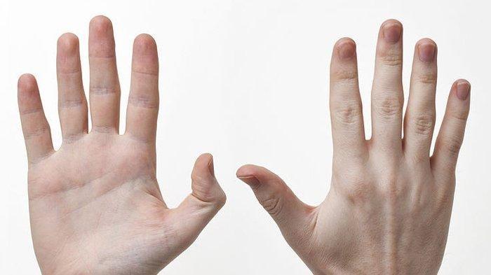 Mengapa Manusia Punya 10 Jari Tangan? Ini Faktanya - Tribun-bali.com