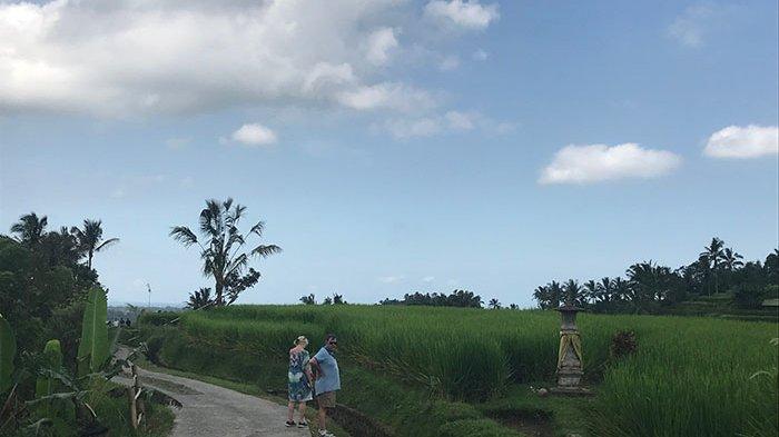Jadi Warisan Budaya Dunia Sejak 2012, Kini Lahan Produktif di Jatiluwih Makin Menyusut - Tribun ...