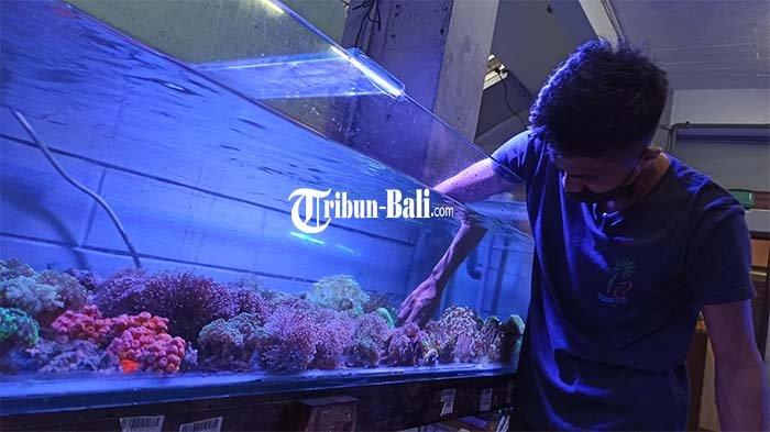 Selama Pandemi, Coral dan Ikan Hias Air Laut di Bali Reef Aqurium ...