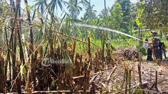 Api Pembakaran Sampah Sambar Rumpun Bambu - Tribun-bali.com