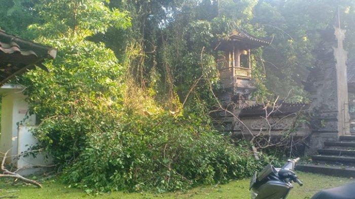 Pohon Tumbang Timpa Bale Kulkul dan Toilet Pura Dalem Sumbersari Melaya ...
