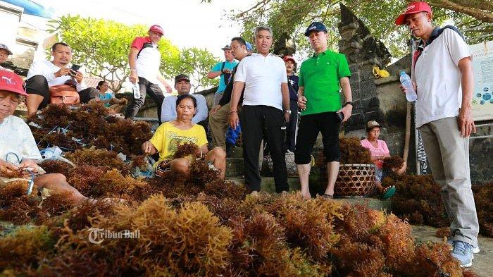 Bali Kini Mampu Ekspor Produk Cairan Rumput Laut ke India - Tribun-bali.com