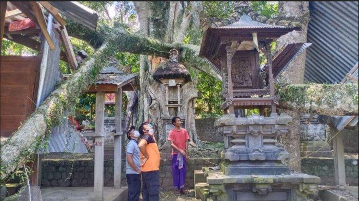 Pohon Tumbang Timpa Pelinggih dan Penyengker Pura Maksan Kancing Gumi ...