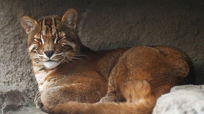 Mengenal Kucing Emas Asia, Hewan Langka yang Hampir Punah, Masih Satu ...
