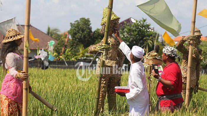 Mirip Ngaben Pada Umumnya, Begini Prosesi Ngaben Bikul, Jalur Niskala ...