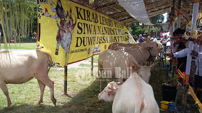 Sembilan Lembu Putih Bakal Kelilingi Lapangan Puputan Siang Ini ...