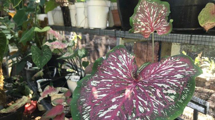 DIBURU Pembeli, Tanaman Aroid Jadi Peluang Usaha di Mahes Garden ...