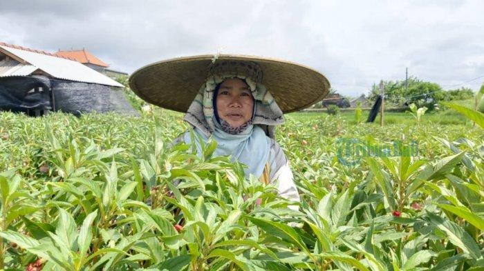 Menuh Sebut Harga Bunga Pacah Jelang Galungan Ini Tak Meningkat Seperti ...