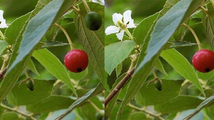 Kerap Dianggap Remeh, Ternyata Ini Khasiat Buah Kersen Buat Kesehatan ...