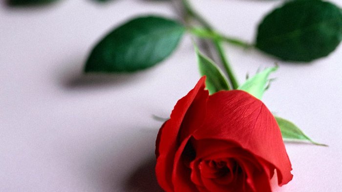 Mawar Berduri atau Duri Bermawar, Mana Yang Anda Suka? - Tribun-bali.com