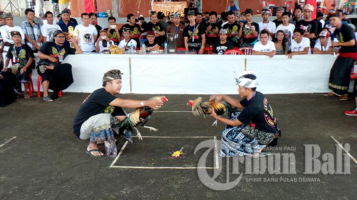 Hari Baik Mengadakan Tajen atau Sabung Ayam Sepanjang Bulan November ...