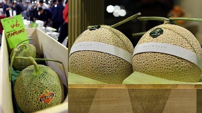 Harga Melon di Jepang Bisa Sampai Ratusan Juta, Selain Dianggap Mewah ...