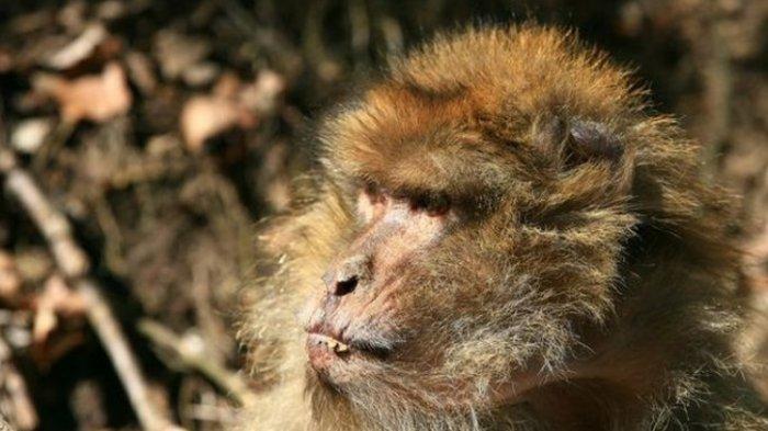 Brutal! Tak Bisa Ereksi Lagi, Raja Monyet Dibully hingga Dibantai 9 ...