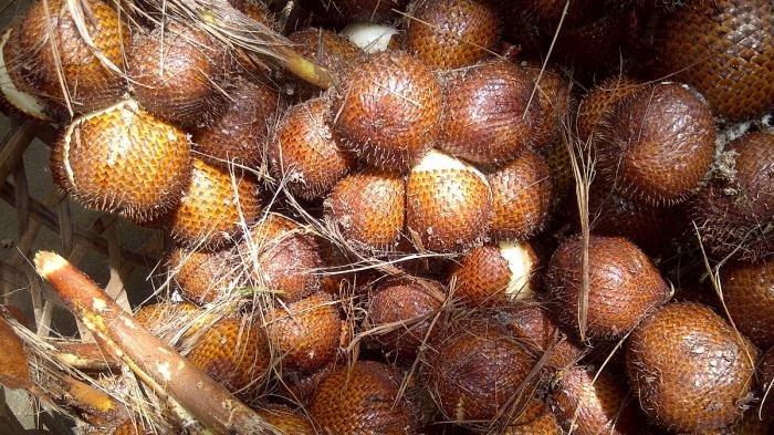 Oleh-oleh Bali, Salak Gula Pasir, Komoditas Unggul Masyarakat Jadi Buah ...