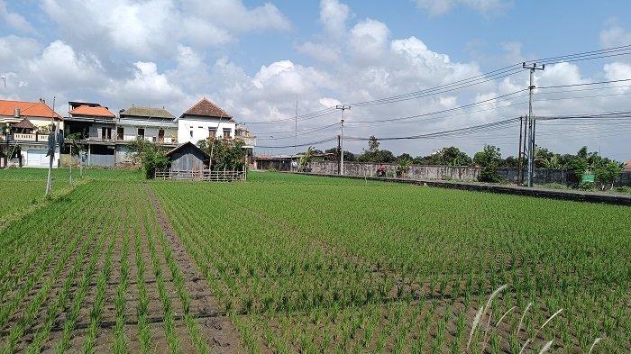 Kemarau Panjang, Distan Denpasar Antisipasi Hama dan Air Irigasi - Tribun-bali.com