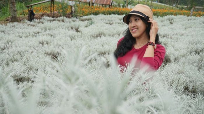 Wanginya Padang Kasna Dijuluki Edelweiss Bali, Bunga Pemberian Dewa di ...