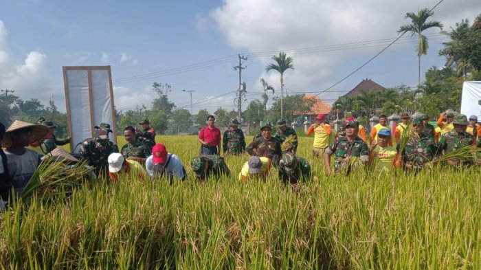 Subak Belong Pejeng Panen 8 Ton Padi Unggulan Hibrida Intani 602 dan ...