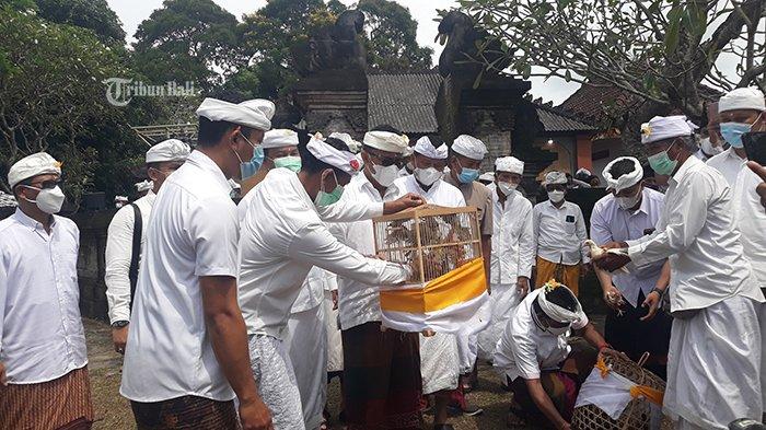 Tumpek Kandang di Denpasar Digelar di Dam Oongan, Lepas 20 Ribu Benih ...