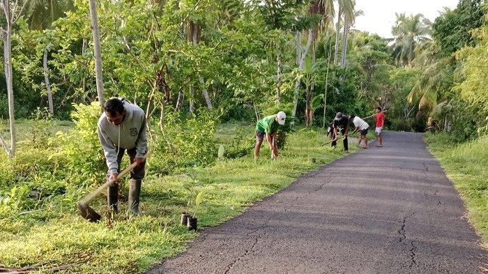 Warga Banjar Ngoneng Jembrana Tanam 55 Pohon Cempaka di Pinggir Jalan ...