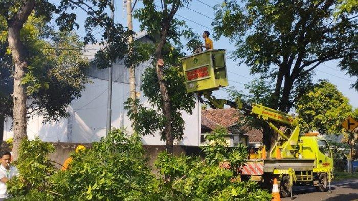 Petugas Pangkas dan Tebang Pohon Perindang Sepanjang Jalur Nasional ...