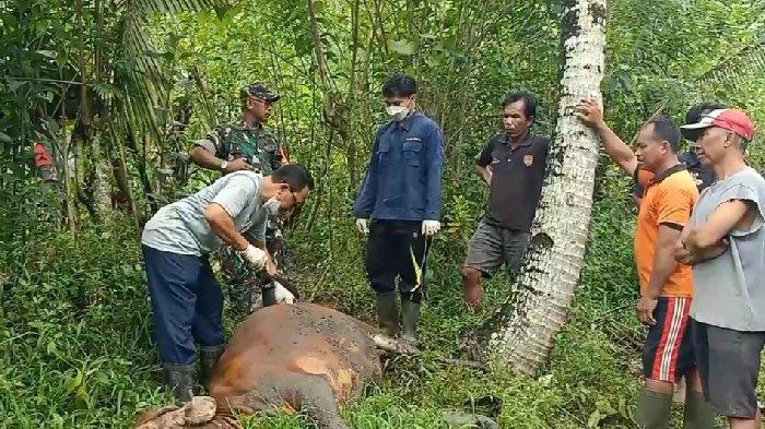 Mulut Berbusa Hingga Lambung Kembung, 11 Sapi Mati Mendadak Terdiagnosa ...