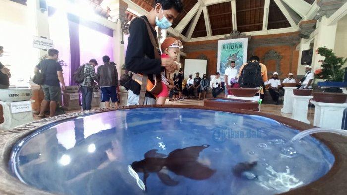 Kepik Mas Bali Gelar Pameran Ikan Mas Koki di Denpasar, Hadiah Kang Cing Wie Kepada Raja Jaya ...