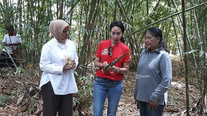 4 Hektar Bambu Tabah Ditanam di Desa Taro Gianyar, Diinisiasi CIMB ...