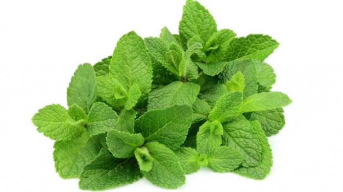 Ini 6 Manfaat Sehat Daun Pepermin - Tribun-bali.com