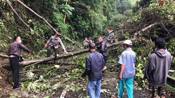 Pohon Tumbang Akibatkan Jalur Bangli - Besakih Lumpuh Beberapa Jam - Tribun-bali.com