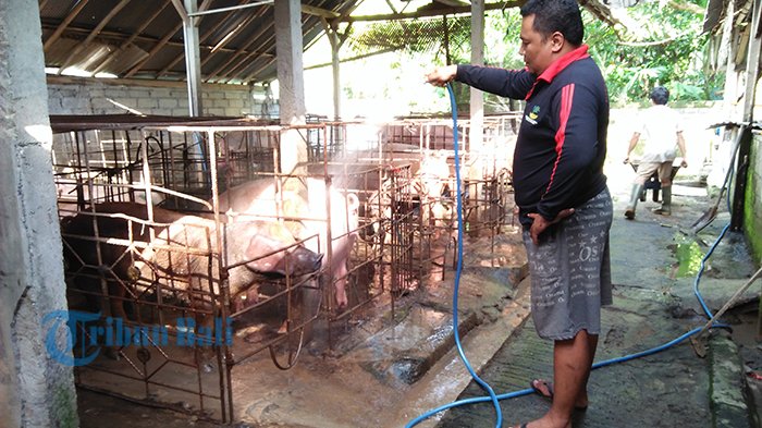 Peternak Babi di Bali Mengeluh Tak Dapat Perhatian Pemerintah, DPR RI ...