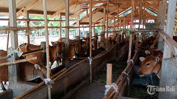 Inseminasi Buatan Genjot Populasi Sapi di Bangli, Jumlahnya Diperkirakan Naik Jadi 30 Ribu Ekor ...
