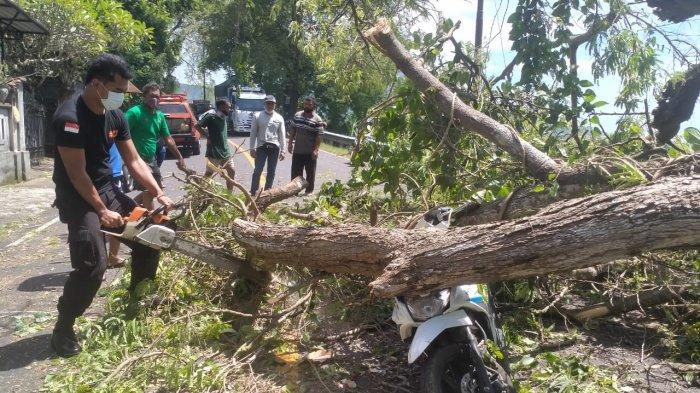 Tertimpa Pohon Tumbang di Karangasem, Seorang Gadis Tak Sadarkan Diri dan Cedera Parah di Kepala ...