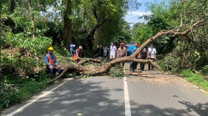 Pohon Intaran Setinggi 20 Meter Tumbang, Jalan Menuju Pantai Amed ...