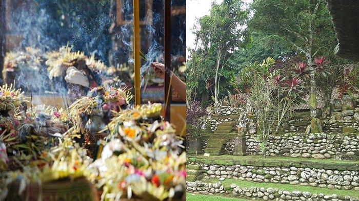 TRIBUN WIKI - Mengenal Flora Fauna Maskot Pulau Bali, Pohon Majegau dan ...