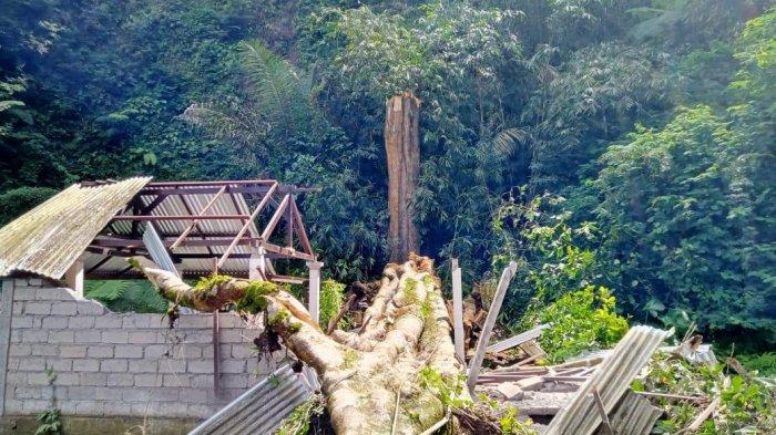 Pohon Pole Berusia Ratusan Tahun Tumbang Menimpa Pura Subak, Kerugian ...