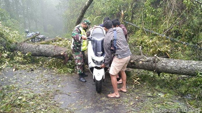Hujan Sehari, Empat Desa di Bangli Bali Dilanda Pohon Tumbang dan Tanah Longsor - Tribun-bali.com