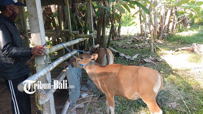 Berjalan Lancar, Program Inseminasi Buatan di Karangasem Tingkatkan Populasi Sapi Bali - Tribun ...