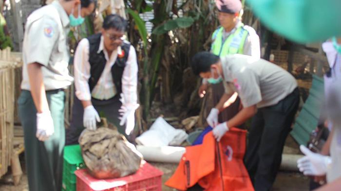 Ini Foto-foto Proses Evakuasi Jenazah Angeline di Belakang Rumahnya ...
