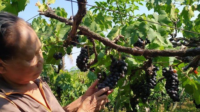 Anjlok di Harga Rp 5.000 per Kilogram, Kemarau Panjang Membuat Buah ...