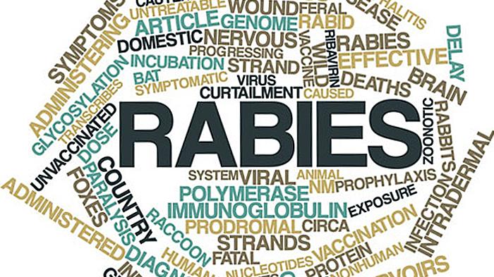 Awas! Virus Rabies Bisa Menular dari Manusia ke Manusia Lewat Cara Ini ...