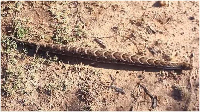 Aneh, Ular Ini Berjalan Lurus Bak Kereta Api, Begini Penjelasan ...