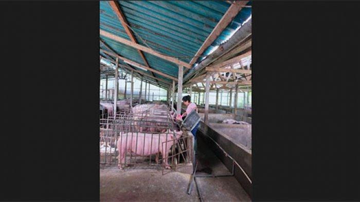 Populasi Babi di Tabanan Menurun, Harga Pakan dan Bibit Jadi Kendala ...