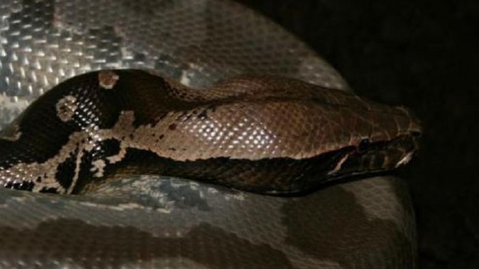 13 Jenis Piton Ini Ada di Indonesia, Ketahui Dan Kenali Penampakannya ...