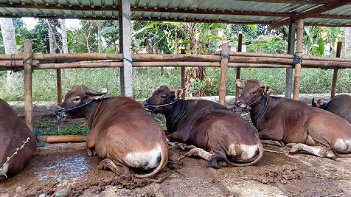 Harga Sapi di Karangasem Meningkat Jelang Hari Raya Idul Adha, Banyak ...