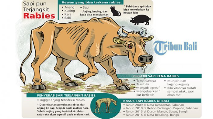 Sapi Ngamuk Lalu Mati di Tabanan, Ternyata Tertular Setelah Digigit ...