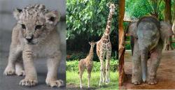 Empat Bayi Satwa Lucu dilahirkan di Bali Safari and Marine Park - Tribun-bali.com