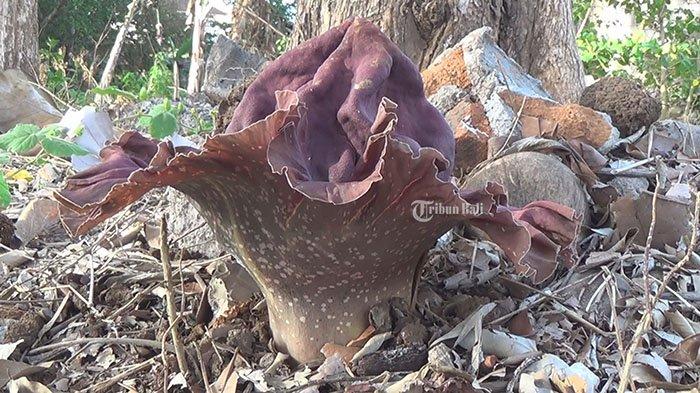 10 Bunga Bangkai Tumbuh di Setra Pendem Jembrana - Tribun-bali.com