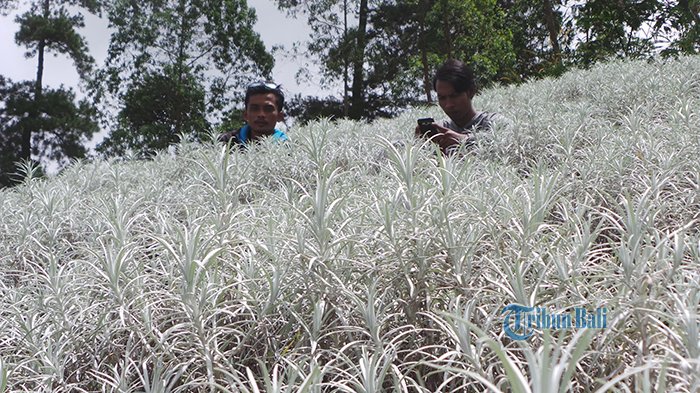 Kebun Bunga Kasna Jadi Objek Wisata Baru, Tiap Hari Dikunjungi ...